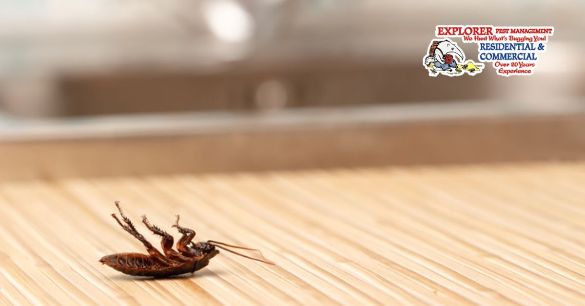 Understanding Common Household Pests: A Guide to Identifying and ...