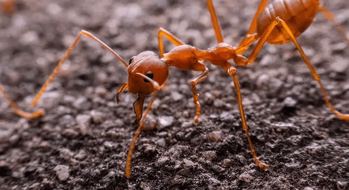 Fire Ants In Sacramento: A Handy Guide To Identification, Prevention ...