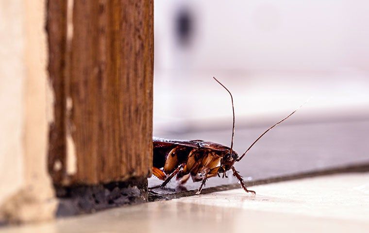 What To Do About Dirty Roaches In Your Sacramento Home | Explorer Pest ...